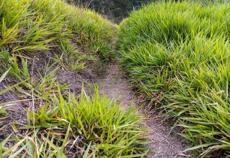 Wild Grass that Grows Lush and Dense Stock Image - Image of wild, grass ...