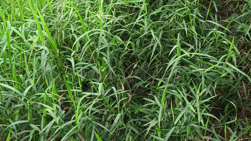 Wild Grass Grows Tall and Thick Stock Video - Video of rural, ecosystem ...