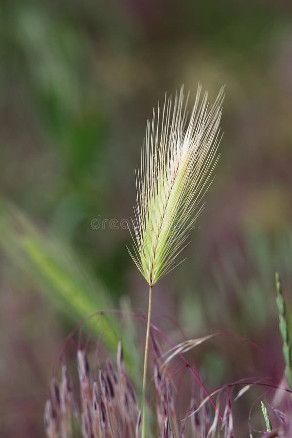 Grass inflorescence stock image. Image of golden, inflorescence - 31719319