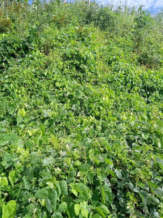 Wild grass in open space stock image. Image of open - 306603777