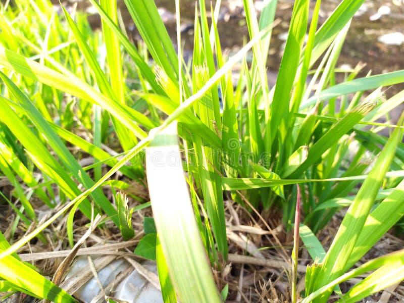 Wild grass photo. stock image. Image of climate, blue - 160721199