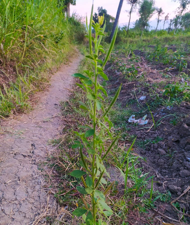 Wild Grass Plants on the Ground Stock Photo - Image of meadow, field ...
