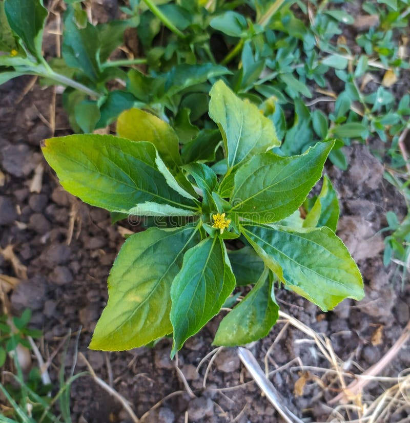 Wild Grass Plants on the Ground Stock Photo - Image of garden, autumn ...