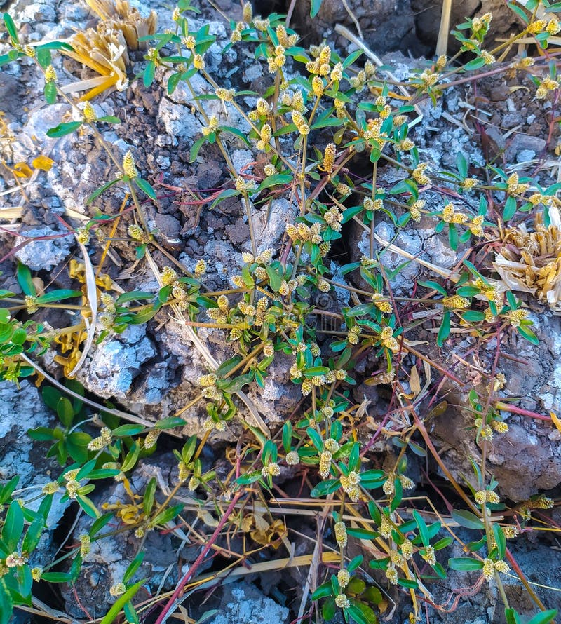 Wild Grass Plants on the Ground Stock Image - Image of leaf, jungle ...