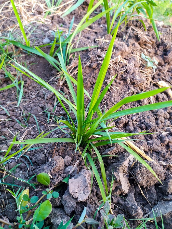 Wild Grass Plants on the Ground Stock Photo - Image of shrub, food ...