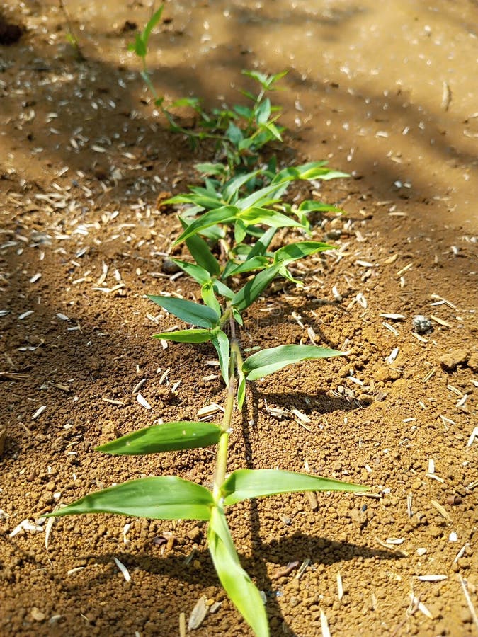 Wild Grass among the Red Soil and Grains of Grain Stock Photo - Image ...