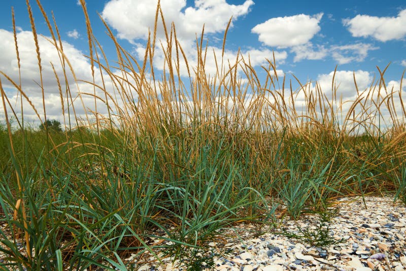 Wild Grass at Sea Coast - Beautiful Summer Landscape Stock Photo ...