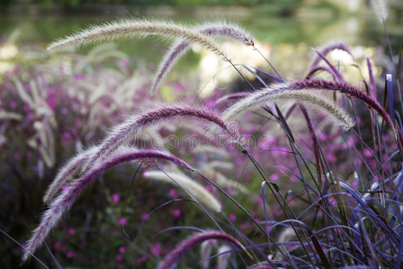 Wild Grass Setaria Swaying in the Wind Stock Photo - Image of beauty ...
