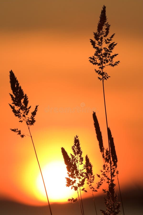 Wild grass silhouette stock image. Image of sharp, cloud - 1853353