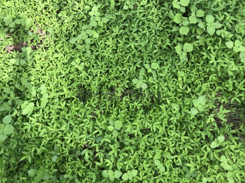Wild Grass with Small Herbs and Shrubs Stock Image - Image of land ...