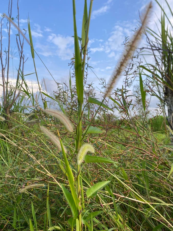 Wild Grass with Soft Bristles, Growing in an Open Green Field. Stock Image - Image of green ...