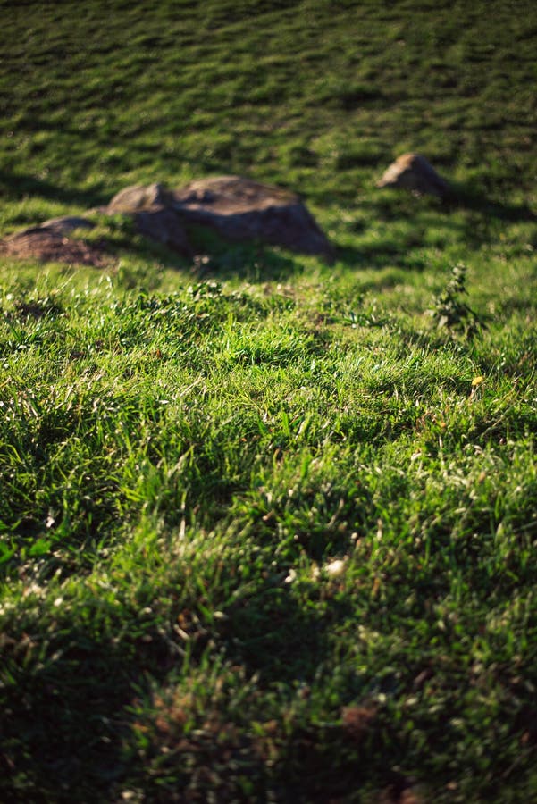 Wild Grass and Stones Texture Stock Photo - Image of pattern, country ...