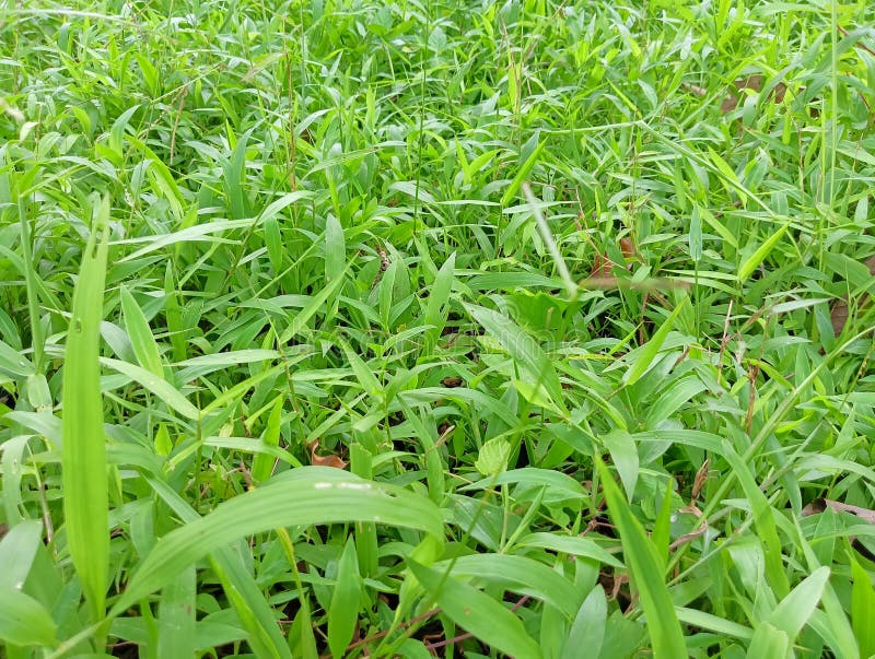 Wild Grass with a Striking Green Color Stock Photo - Image of striking ...