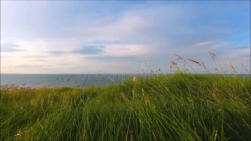 Wild Grass Grows in the Forest, Moving because of the Wind, but it ...