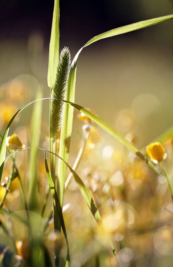Wild Grass - Timothy-grass (Phleum Pratense) Stock Image - Image of ...