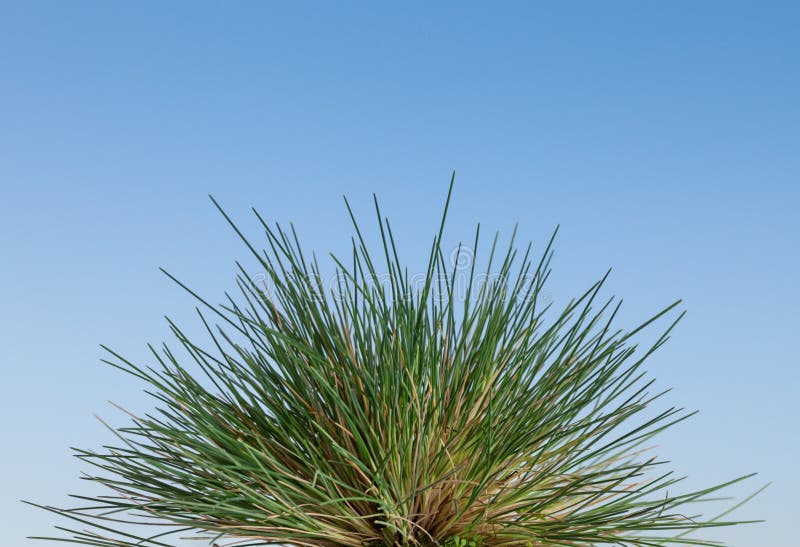 Tussock grass in flowerpot stock image. Image of nature - 83476389