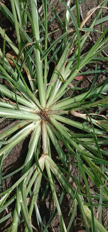 Wild Grass with a Very Beautiful Unique Shape Stock Photo - Image of ...
