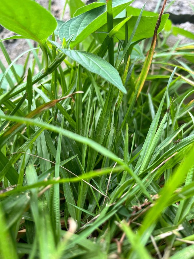 Wild Grass by the Wall: a Close-Up Perspective Stock Photo - Image of ...