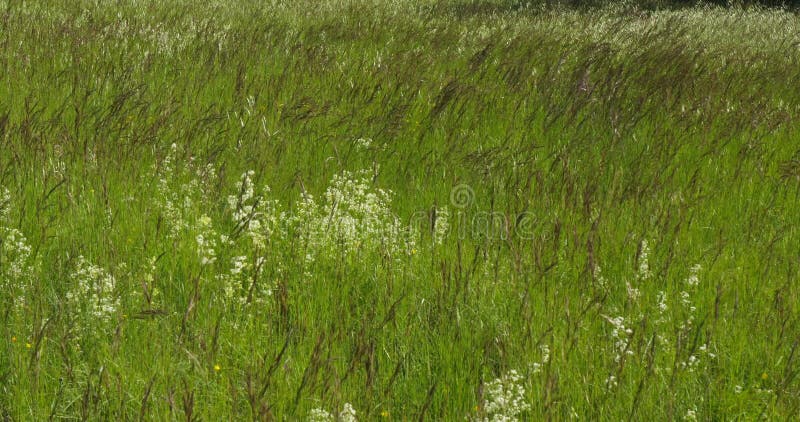 Wild Grass Waving in the Wind Stock Video - Video of agriculture, plant ...