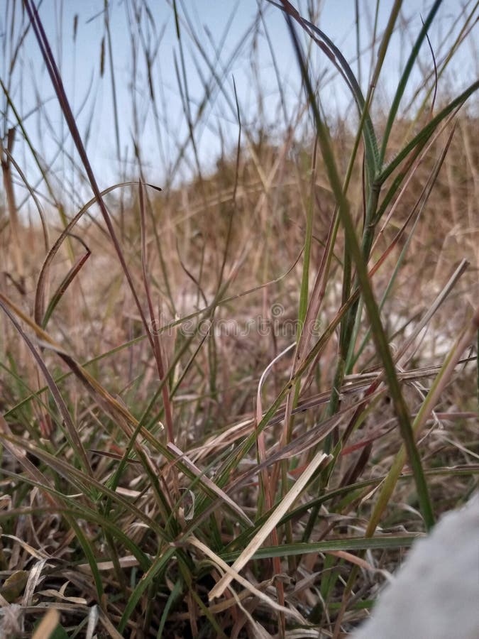The wild grass stock photo. Image of wetland, field - 233330126
