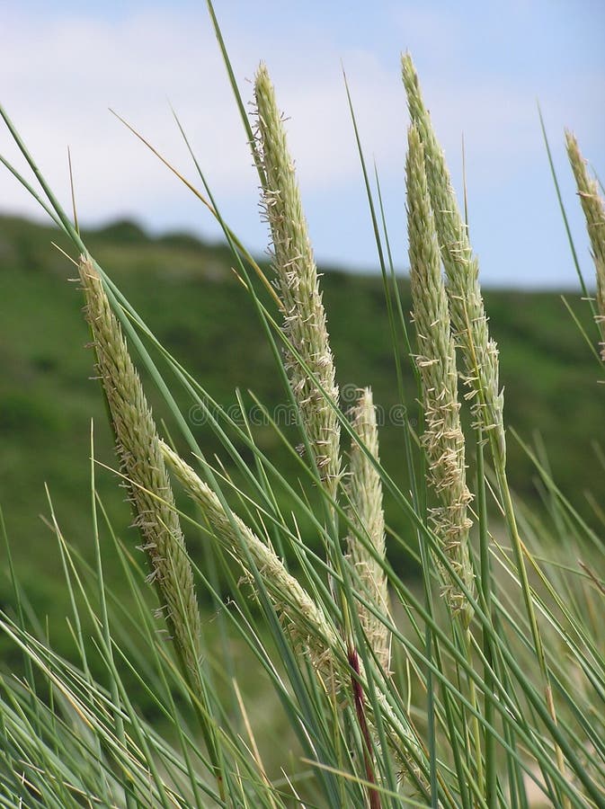 Wild Grasses stock image. Image of cereal, plants, country - 250455