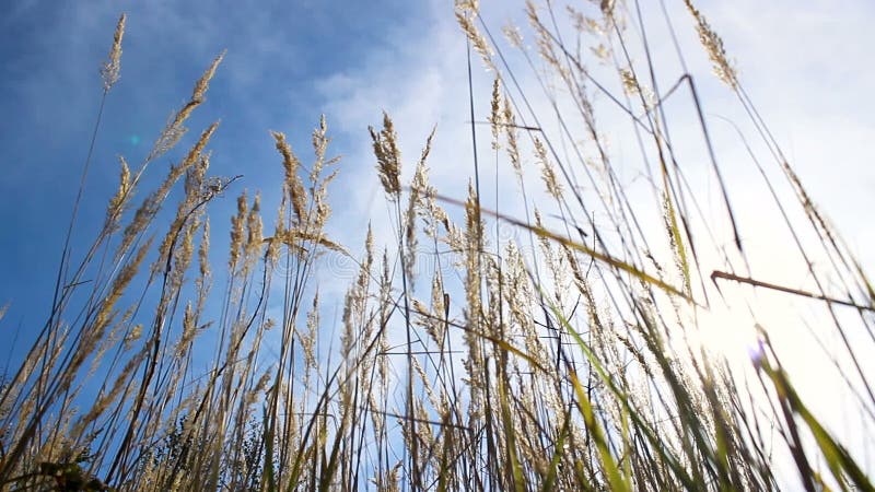 Grasses Blowing in the Wind Seamless Loop Stock Video - Video of ...