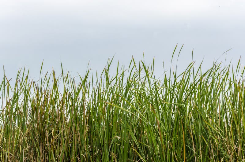 Wild grasses stock photo. Image of nature, field, brown - 49387600