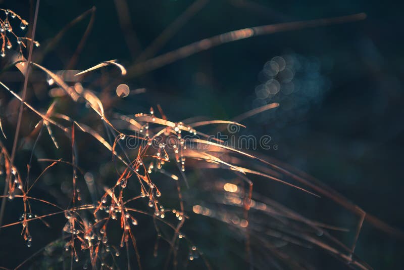 Wild Grasses With Morning Dew At Sunrise Stock Photo - Image of bokeh ...