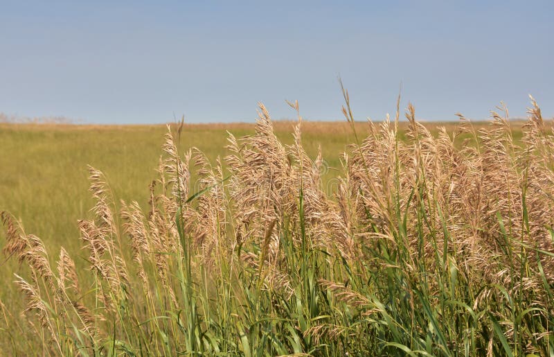 Wild Grasses in a Remote Scenic Field Stock Photo - Image of wheat ...