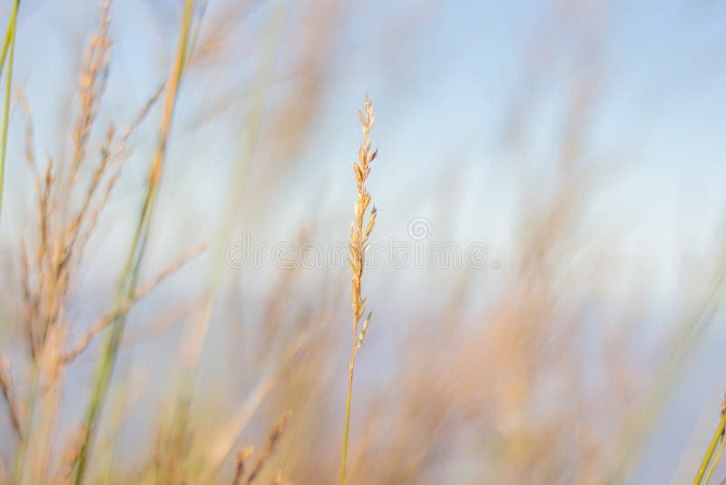 Wild Grasses with Small Depth of Field Stock Photo - Image of field ...