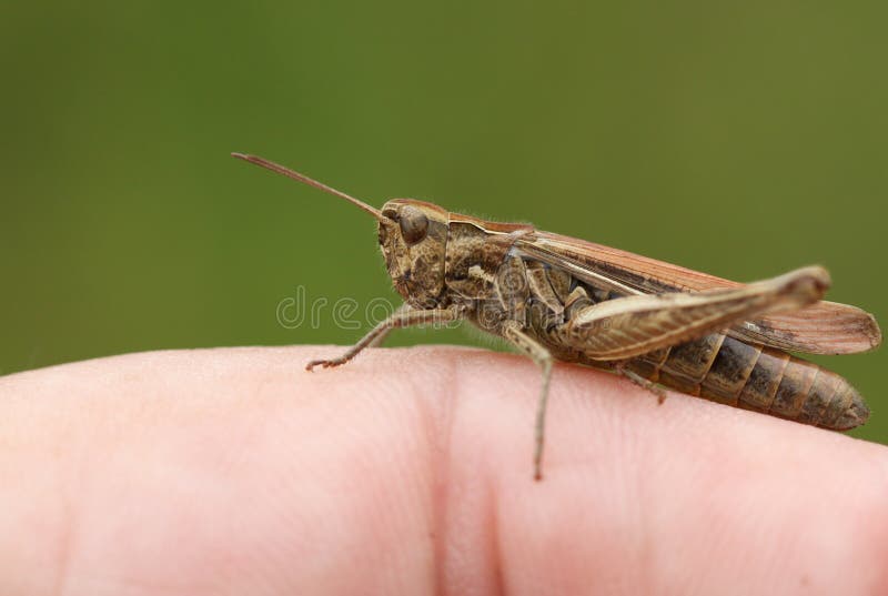 A Wild Grasshopper Resting on a Persons Finger. Stock Image - Image of ...
