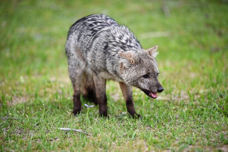 Wild gray fox on the grass stock photo. Image of gray - 78800140