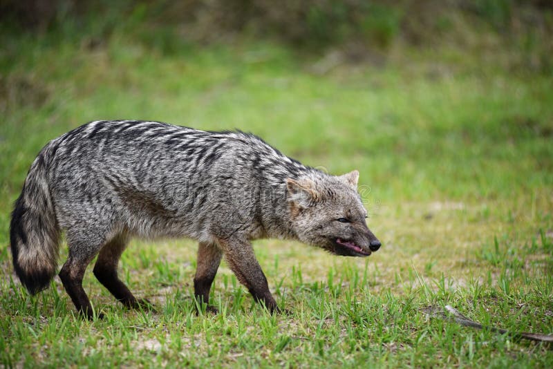 Wild gray wolf animal stock image. Image of mammal, fear - 26978579