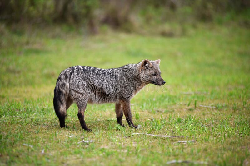 Wild gray fox on the grass stock photo. Image of eyes - 78800564