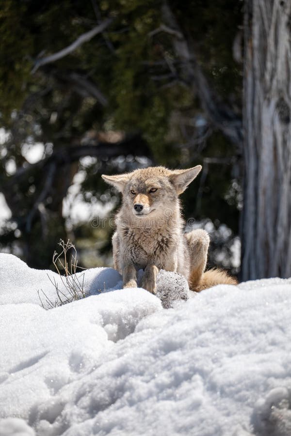 Wild Gray Fox in the Winter with Snow Stock Image - Image of grand ...