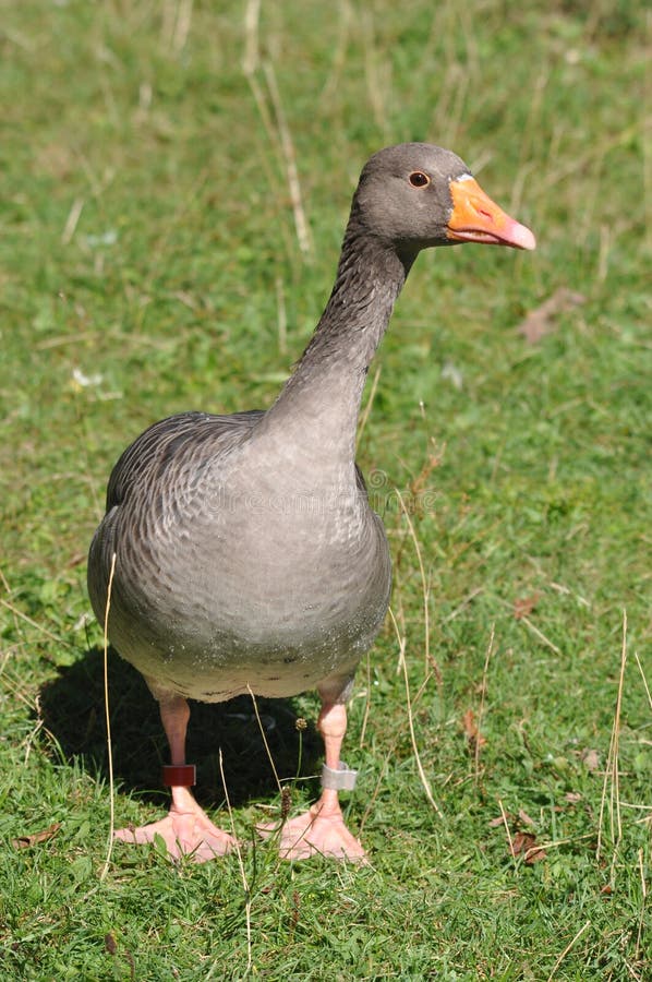 Wild Gray Goose stock image. Image of lawn, goose, curious - 36110245
