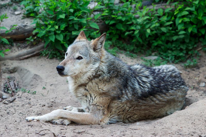 Wild gray wolf stock image. Image of grey, furry, hungry - 95891459