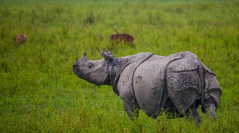 Wild Great One-horned Rhinoceros is Standing on the Grass. Stock Photo ...