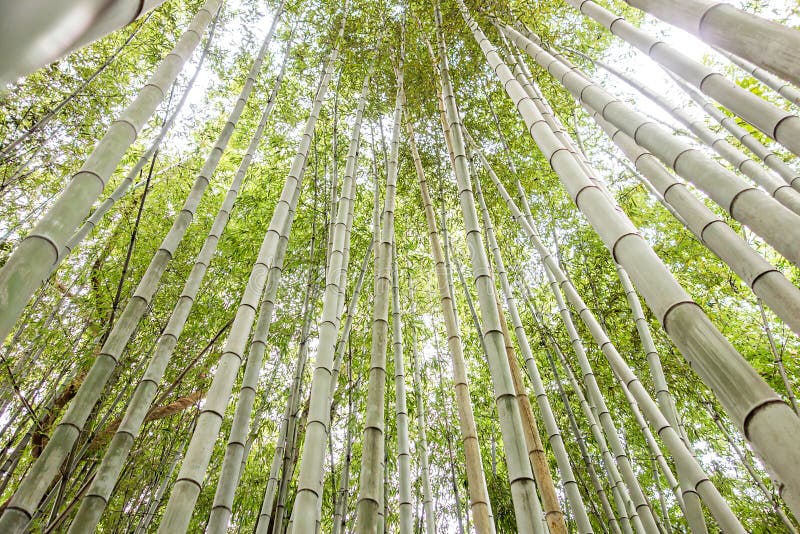 Wild Green Bamboo Forest Looking Up Stock Photo - Image of leaf, light ...