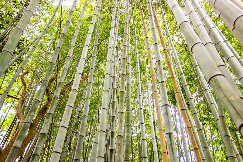 Wild Green Bamboo Forest Looking Up Stock Photo - Image of texture ...