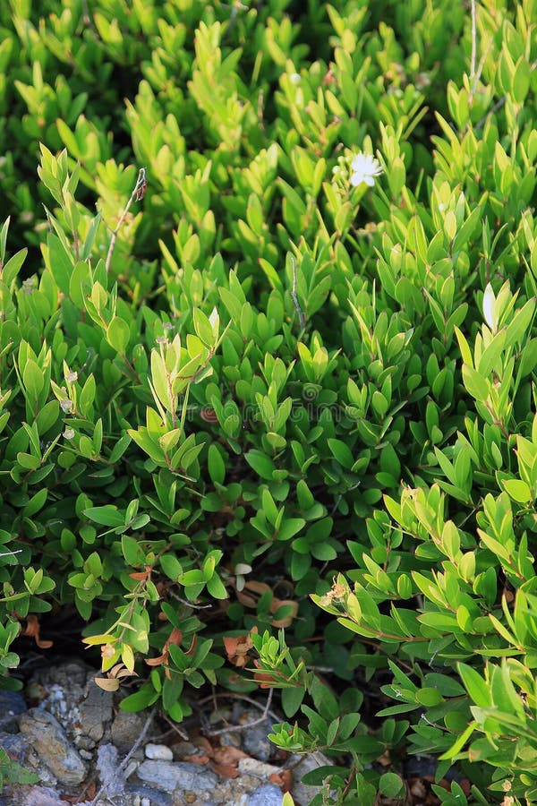 Green Boxwood Branch Buxus Sempervirens Stock Image - Image of bunch ...