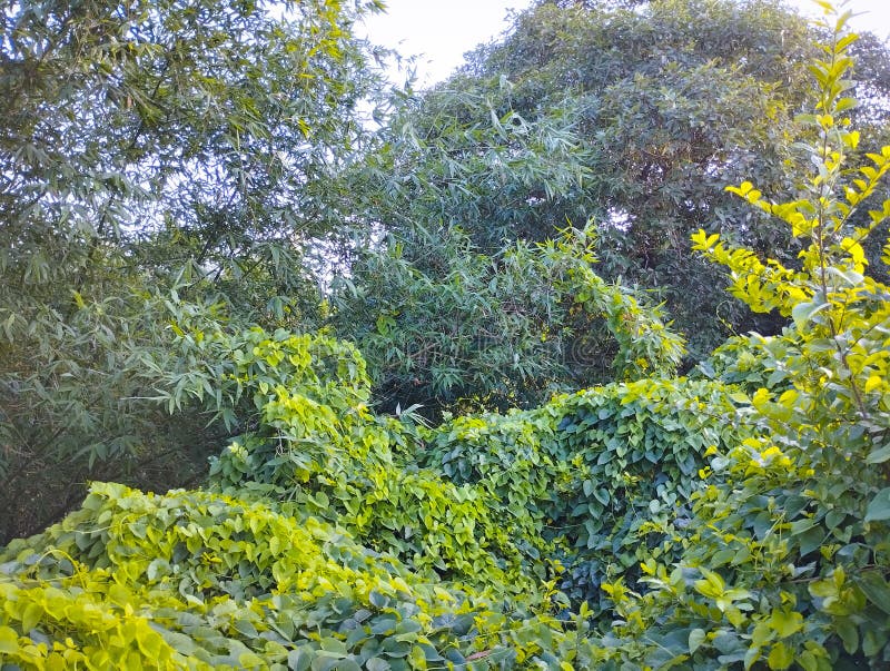 745 Green Color Creepers Stock Photos - Free & Royalty-Free Stock ...