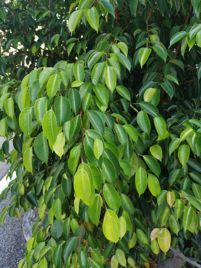 Wild Green Ficus Benjamina Growing by the Roadside Stock Image - Image ...