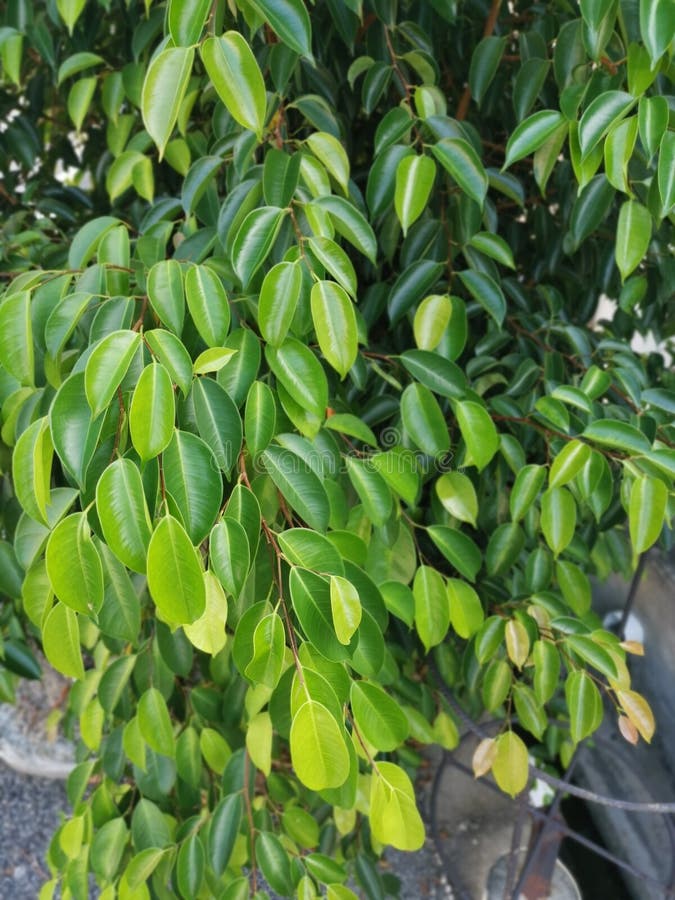Wild Green Ficus Benjamina Growing by the Roadside Stock Image - Image ...