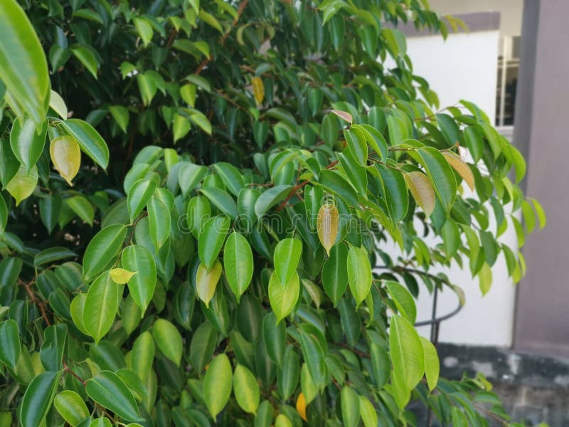 Wild Green Ficus Benjamina Growing by the Roadside Stock Image - Image ...