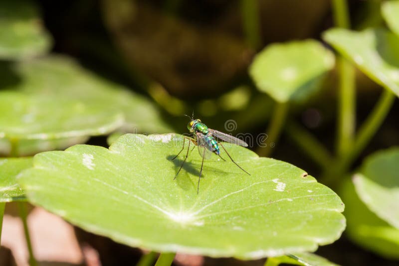Wild green flies stock photo. Image of tiny, small, invertebrate - 48402742