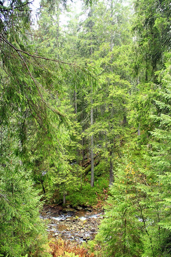 Wild Green Forest with Fir-trees Stock Image - Image of aromatherapy ...
