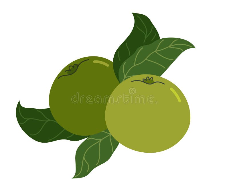Wild Green Fresh Unripe Apples Vector Flat Drawing Isolated on White ...