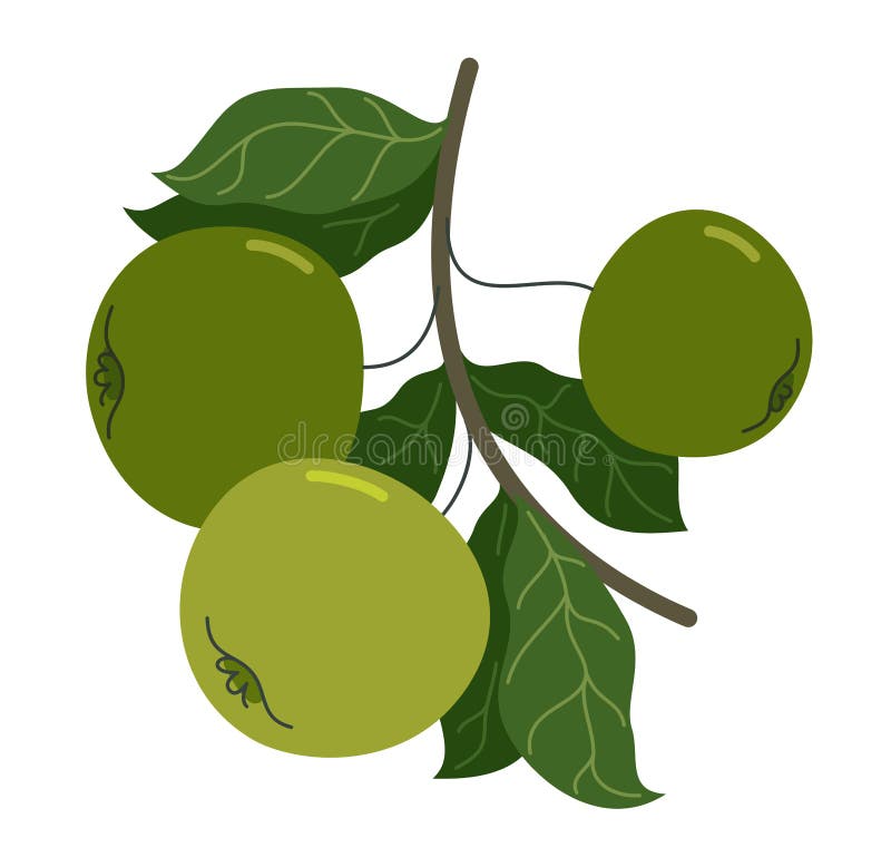 Wild Green Fresh Unripe Apples Vector Flat Drawing Isolated Stock ...