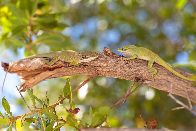 Wild green Gecko stock image. Image of animal, caribbean - 60208919